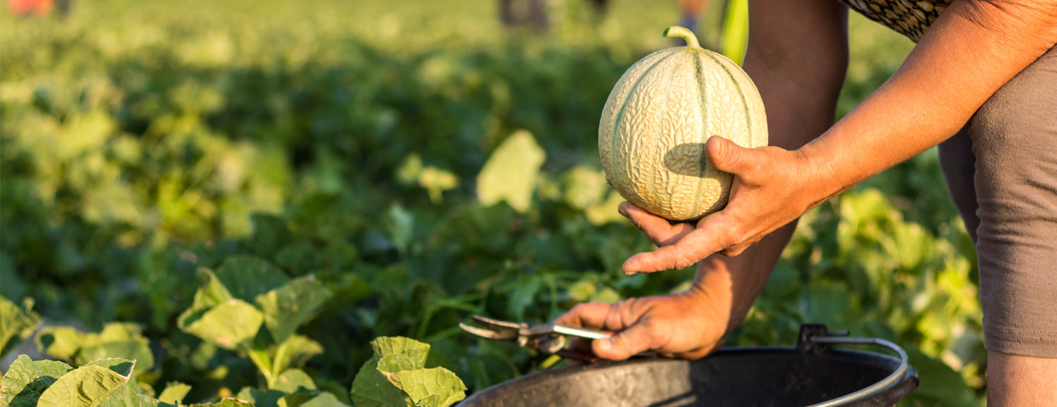 Domaine de la Roche Loudun - producteur de melons butternut potimarron
