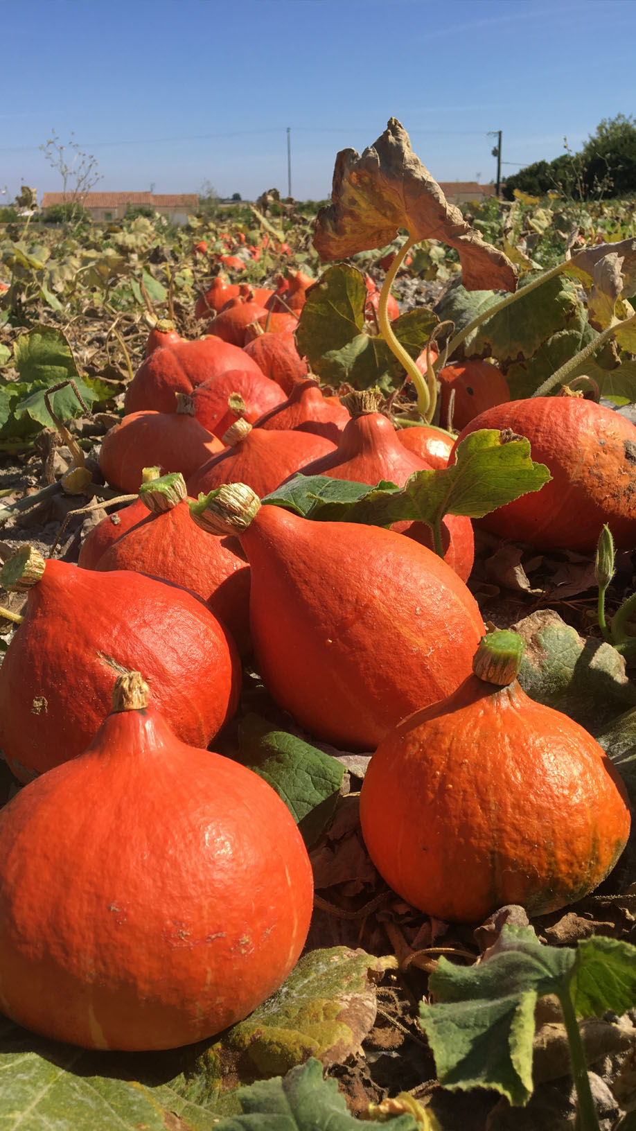 Domaine de la Roche Loudun - producteur de melons butternut potimarron